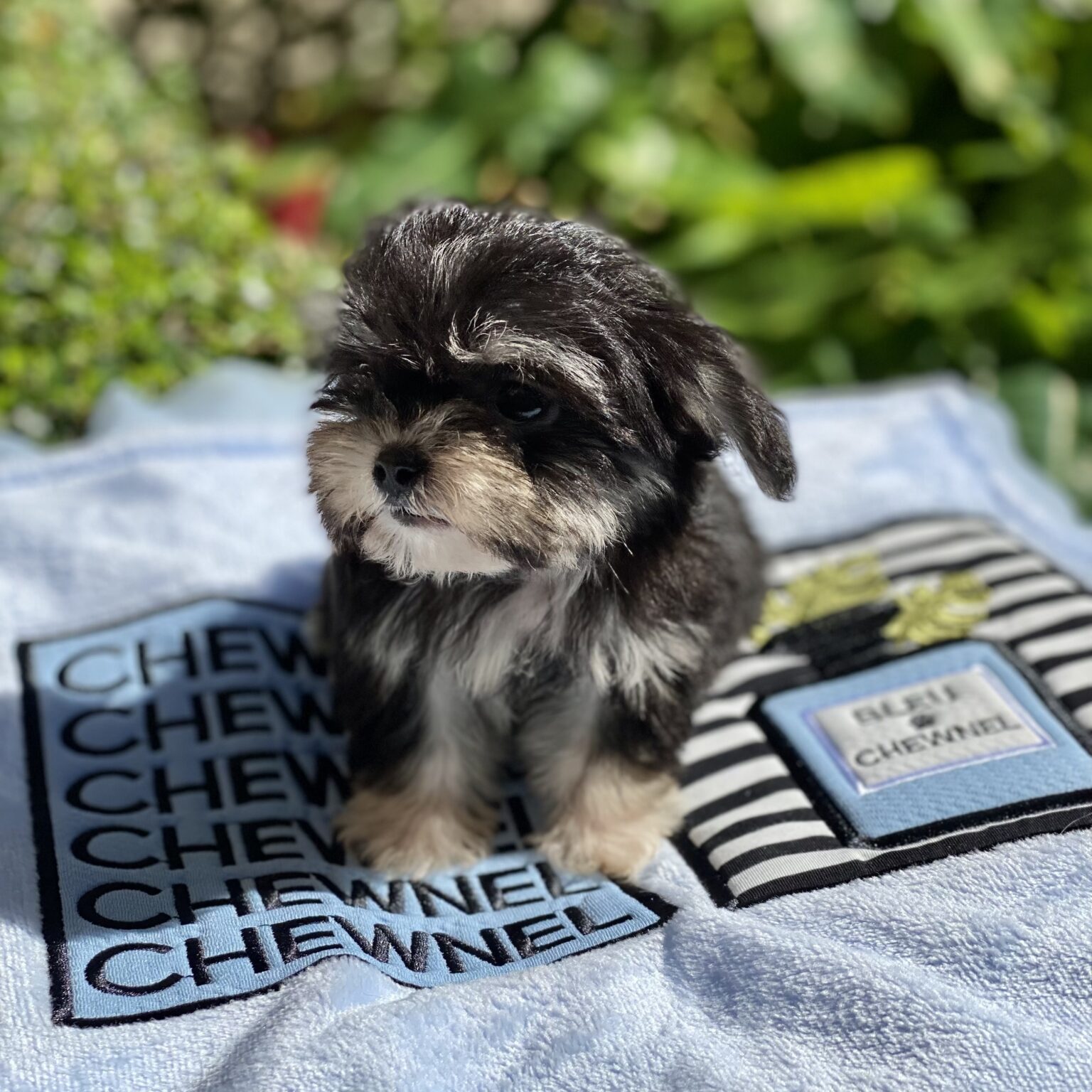 Malchi- SOLD Puppies For Sale – Waggs To Riches Pet Boutique