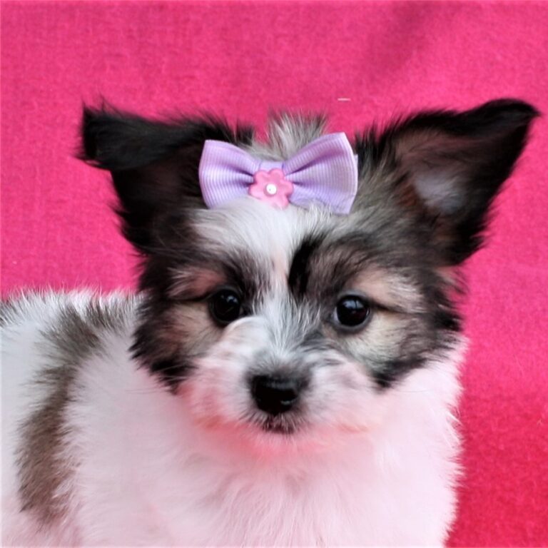 Papitese- SOLD Puppies For Sale – Waggs To Riches Pet Boutique