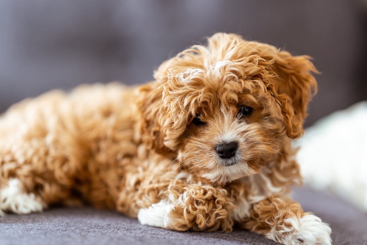 Cavapoo vs Maltipoo: The Key Differences – Waggs To Riches Pet Boutique