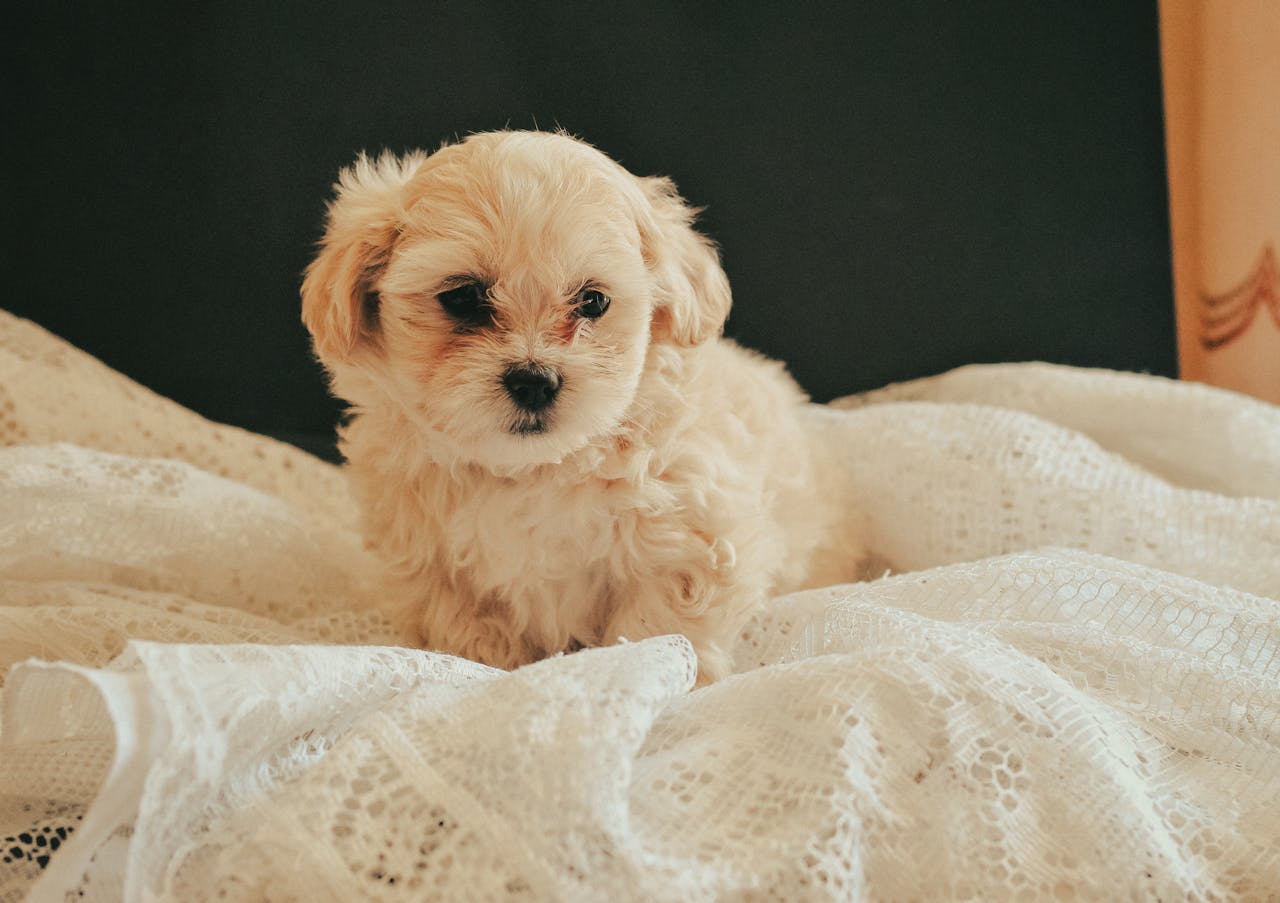 Cavapoo vs Maltipoo: The Key Differences – Waggs To Riches Pet Boutique