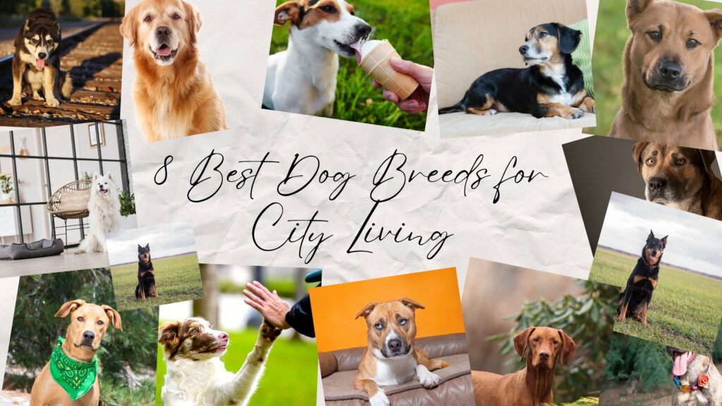 8 Best Dog Breeds for City Living – Waggs To Riches Pet Boutique