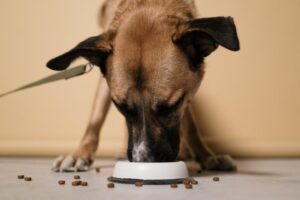 10 Warning Signs You're Overfeeding Your Puppy – Waggs To Riches Pet ...