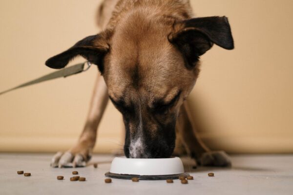 10 Warning Signs You're Overfeeding Your Puppy – Waggs To Riches Pet ...