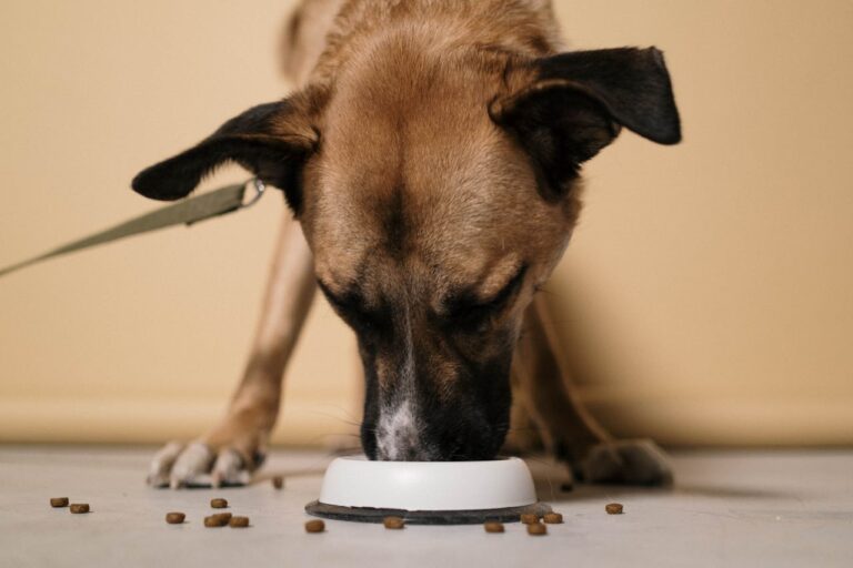 10 Warning Signs You're Overfeeding Your Puppy – Waggs To Riches Pet ...